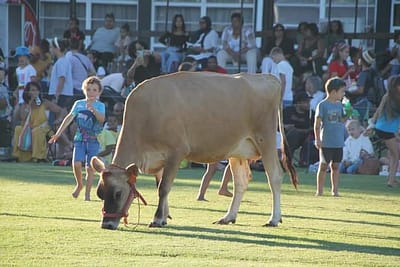 Laerskool Worcester-Oos Beesloop 2024 was een groot fees en hoogtepunt ...