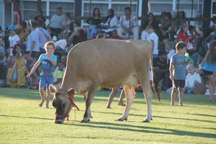 Laerskool Worcester-Oos Beesloop 2024 was een groot fees en hoogtepunt ...